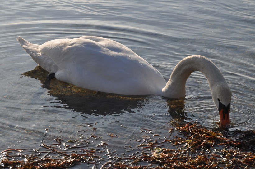 FOTO Labudovi i dalje na Šoderici, unatoč sve nižim temperaturama ...