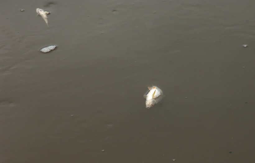 U Stobreču pomor ribe zbog nedostatka kisika – Prigorski.hr