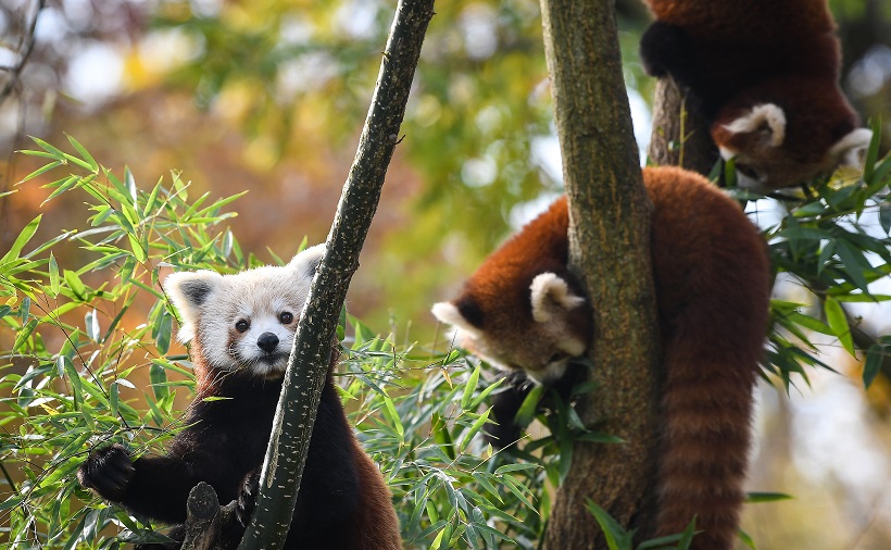 Svjetski dan crvenih pandi obilježen u zagrebačkom ZOO-u – Prigorski.hr