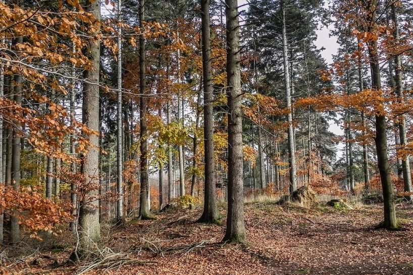 Iz šume ukrao stablo hrasta lužnjaka – Prigorski.hr