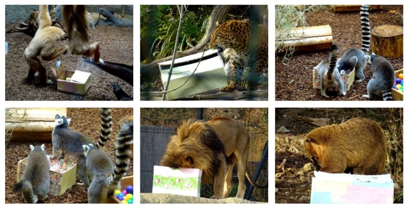 Životinje u zagrebačkom Zoološkom vrtu uživaju u božićnim darovima ...