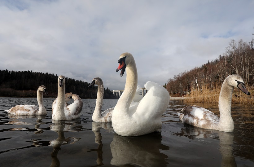 U Zagrebačkoj županiji potvrđena visokopatogena influenca ptica kod dva ...