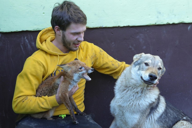 [VIDEO] Mladić udomio lisicu i vučjeg psa: ‘Čim As vidi Mašu ljubi je i ...
