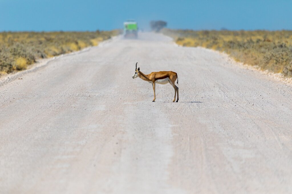 Antilope pobjegle tijekom cirkuske predstave – Prigorski.hr