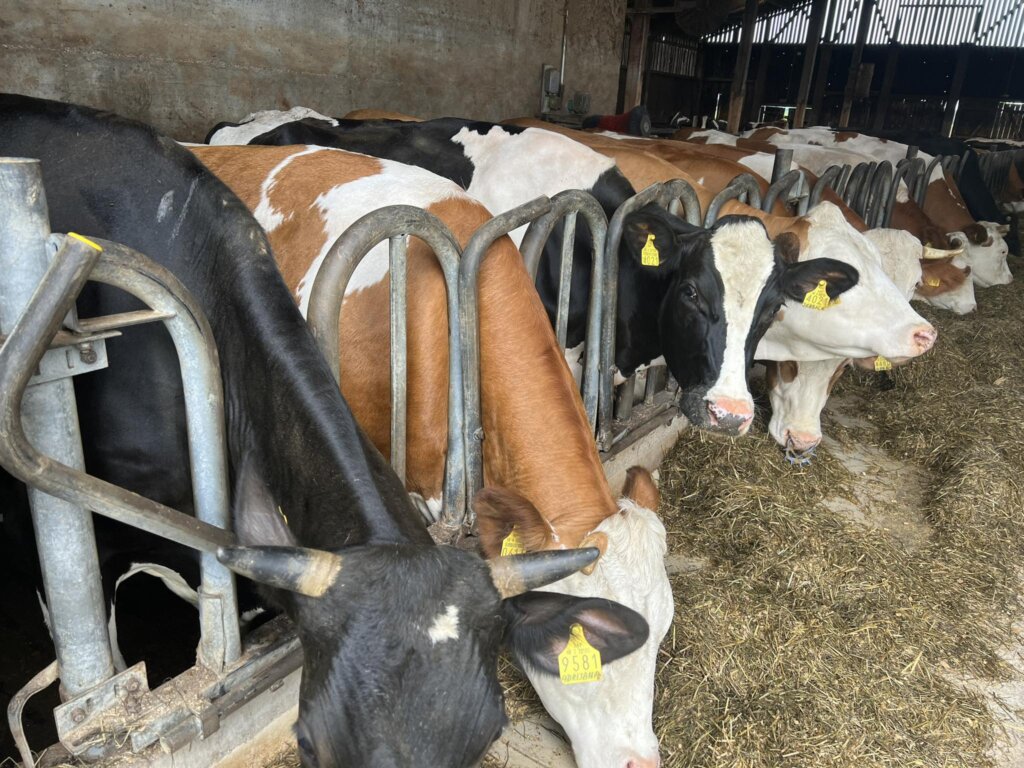 Otvoreno e-Savjetovanje za Program razvoja sektora mljekarstva do 2030 ...