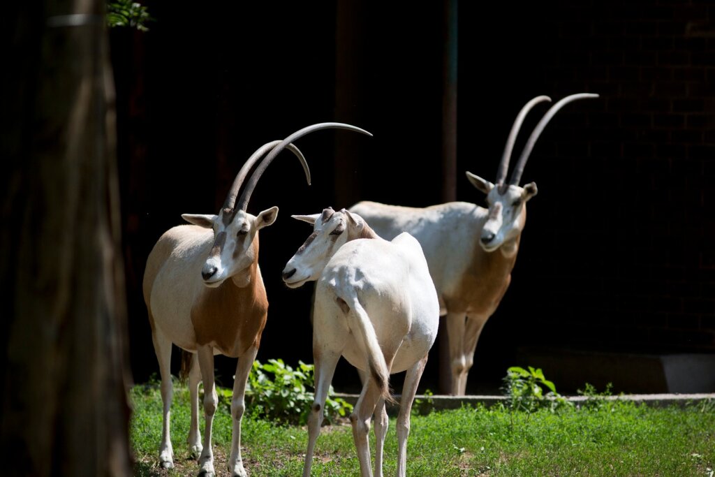 Dovršavaju se radovi na Oporavilištu za divlje životinje u zagrebačkom ...